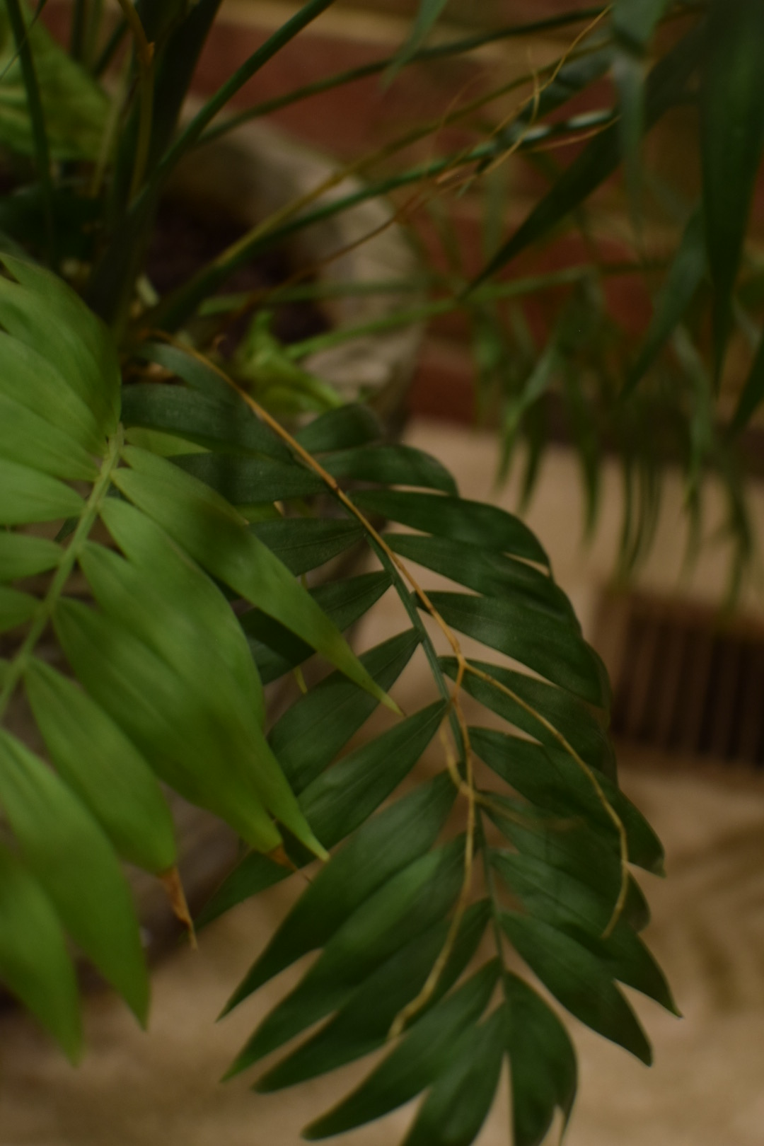 Meredith Beck – rules of composition – Samford Photo